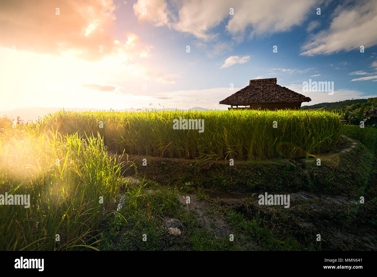 Terraced Rice Paddy Field in Mountain Stock Photo - Alamy