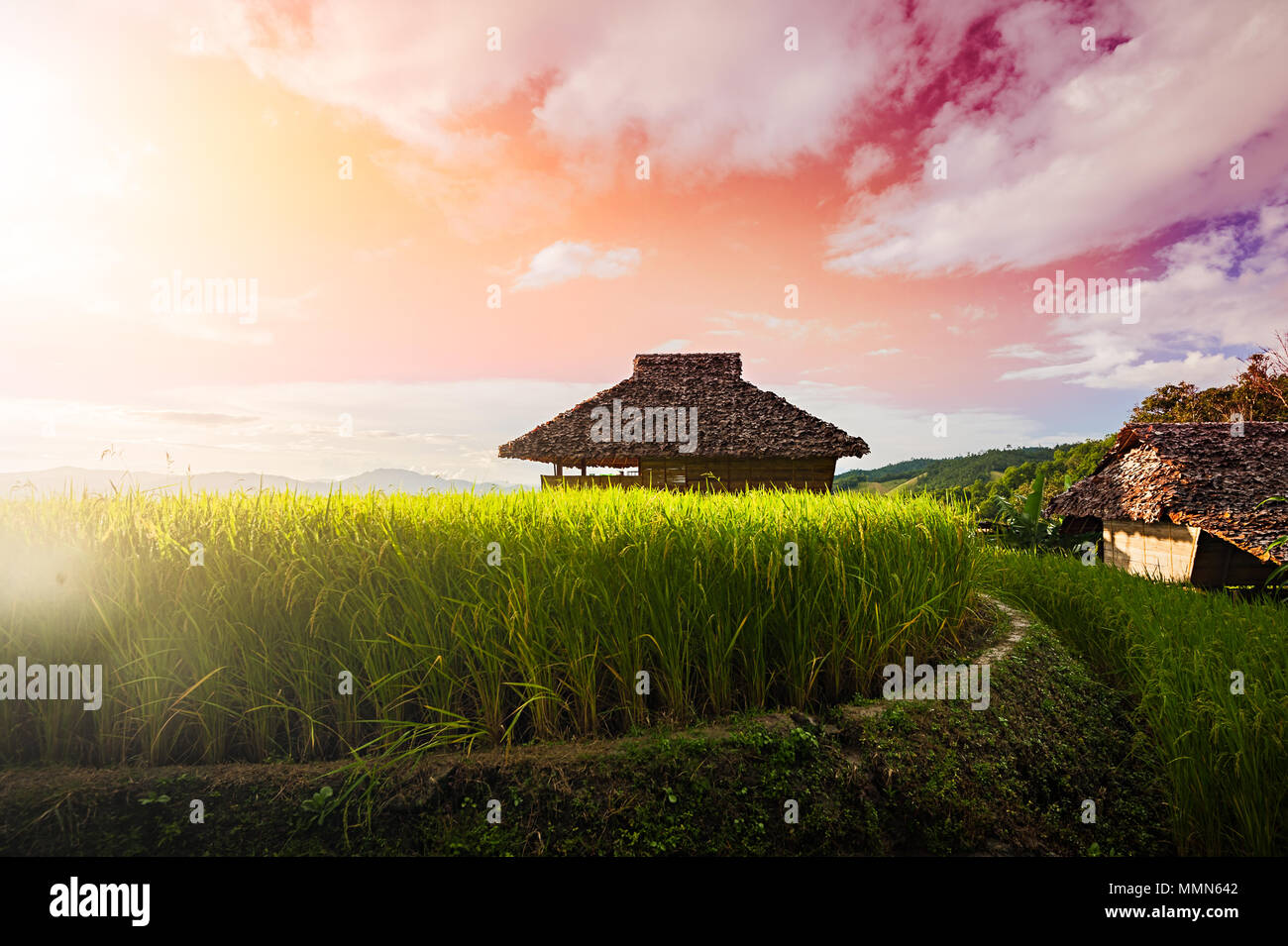 Terraced Rice Paddy Field in Mountain Stock Photo - Alamy