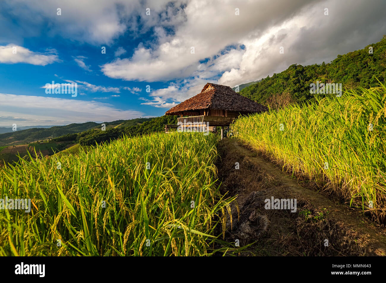 Terraced Rice Paddy Field in Mountain Stock Photo - Alamy