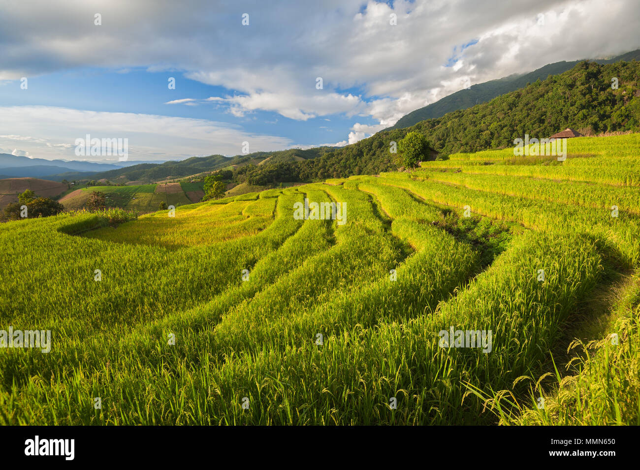 Terraced Rice Paddy Field in Mountain Stock Photo - Alamy