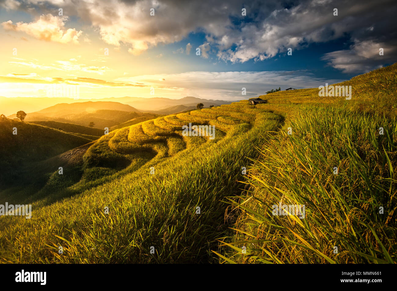 Terraced Rice Paddy Field in Mountain Stock Photo - Alamy
