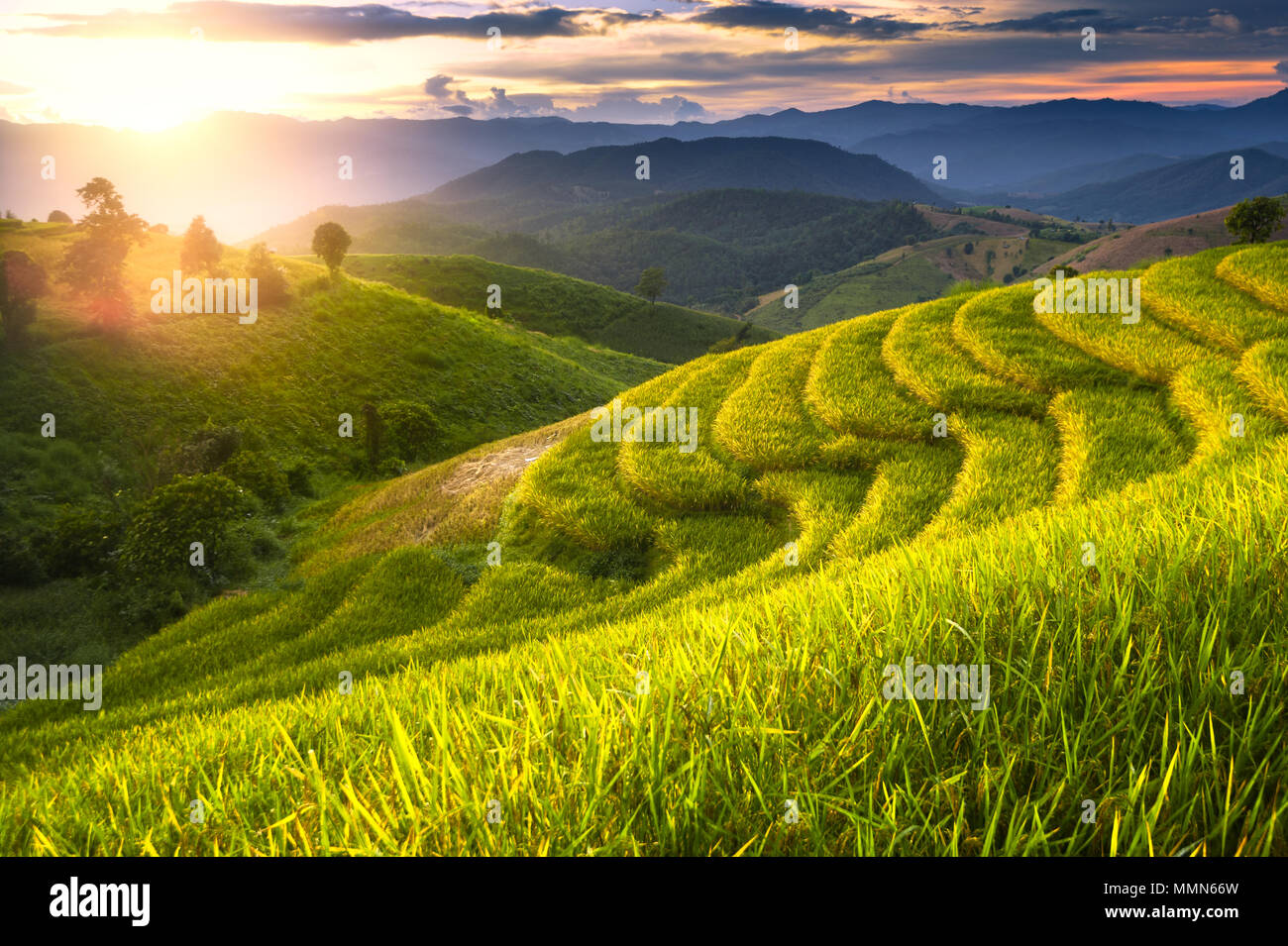 Terraced Rice Paddy Field in Mountain Stock Photo - Alamy