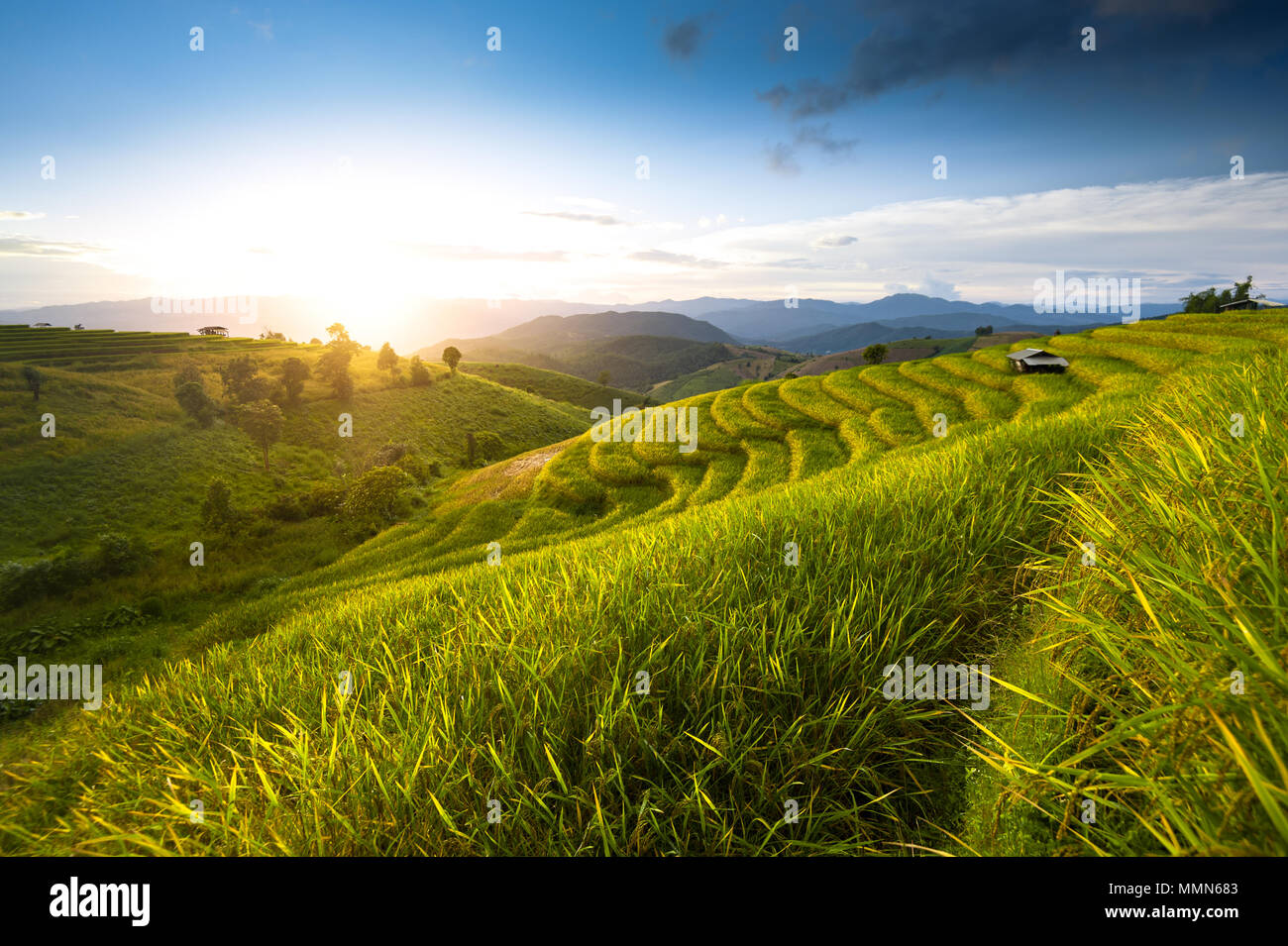 Terraced Rice Paddy Field in Mountain Stock Photo - Alamy