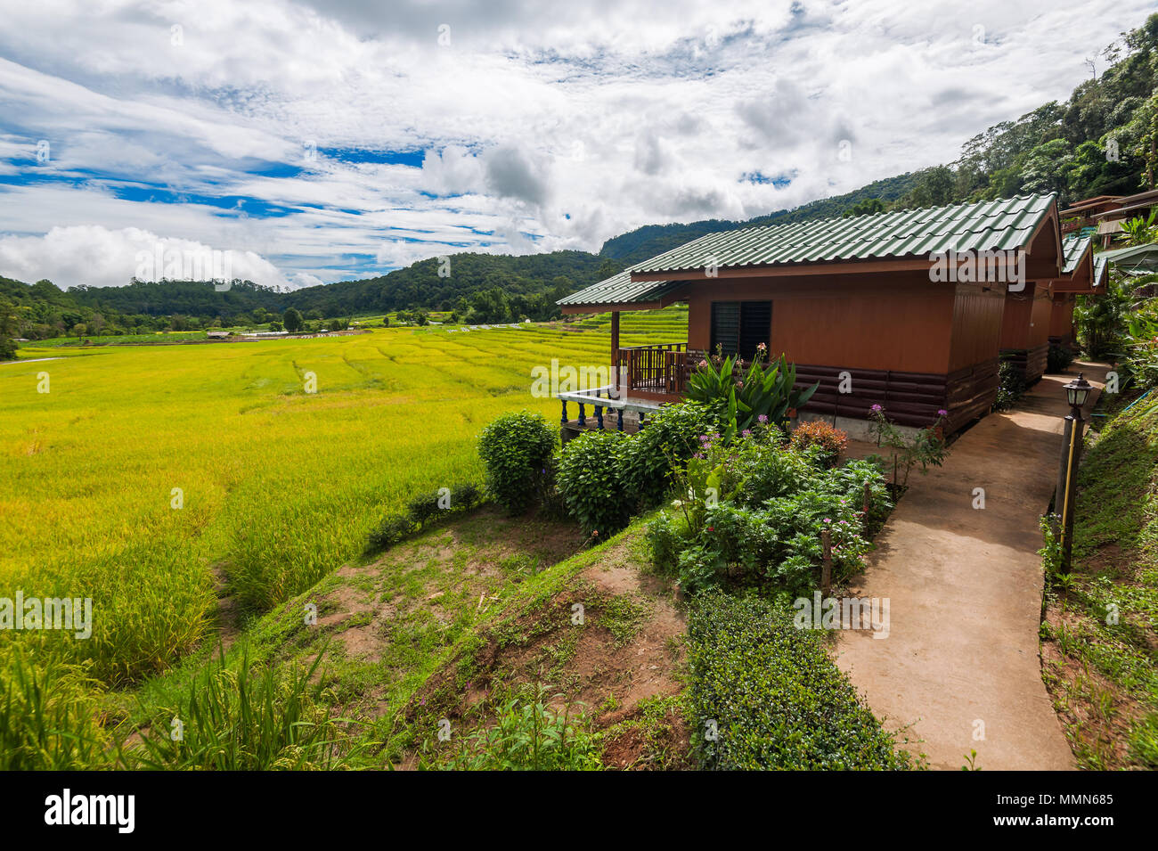 Terraced Rice Paddy Field in Mountain Stock Photo - Alamy