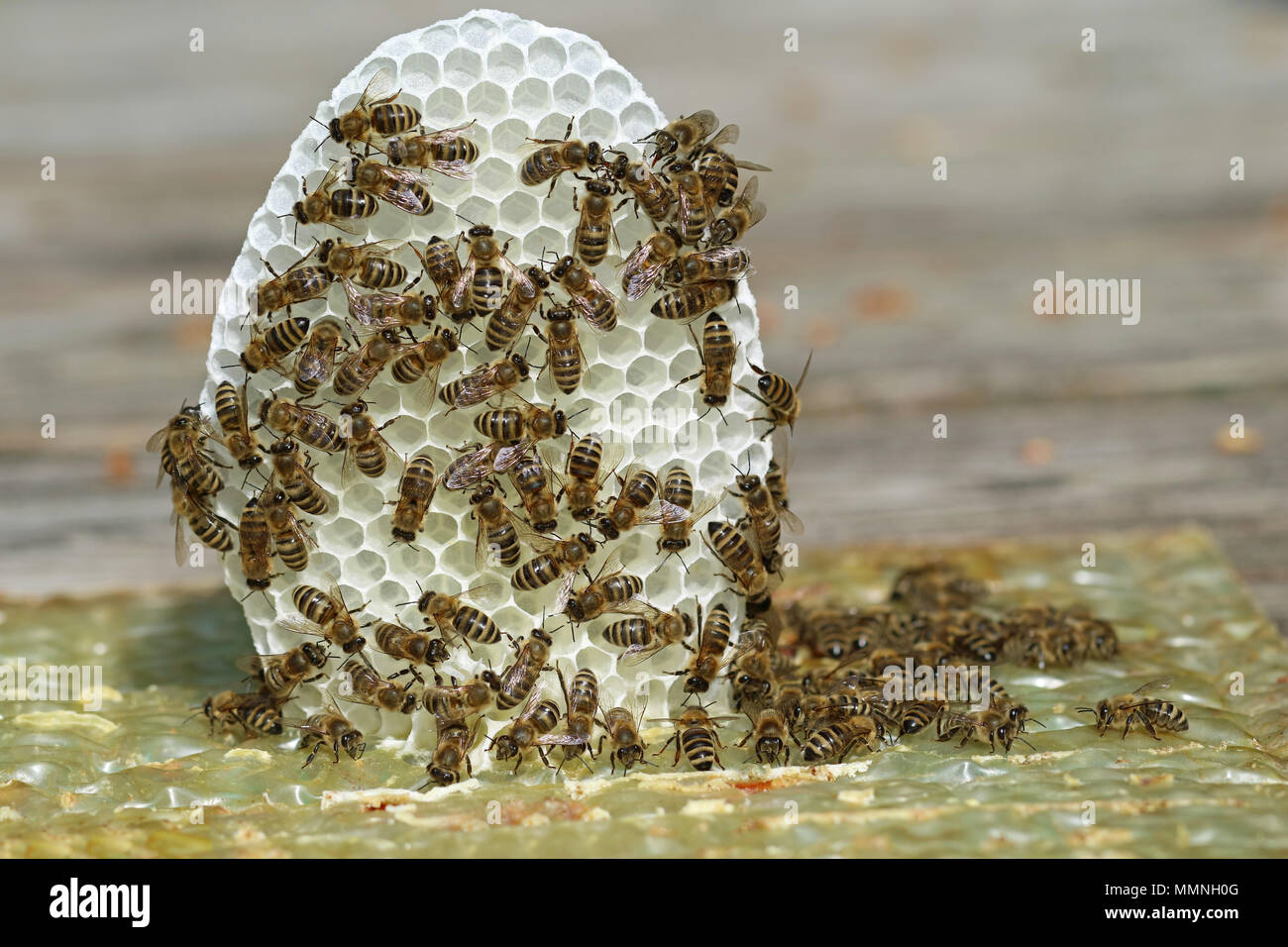 Beehive cell hi-res stock photography and images - Alamy
