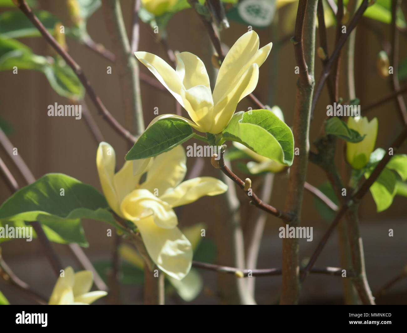 Yellow daphne hi-res stock photography and images - Alamy
