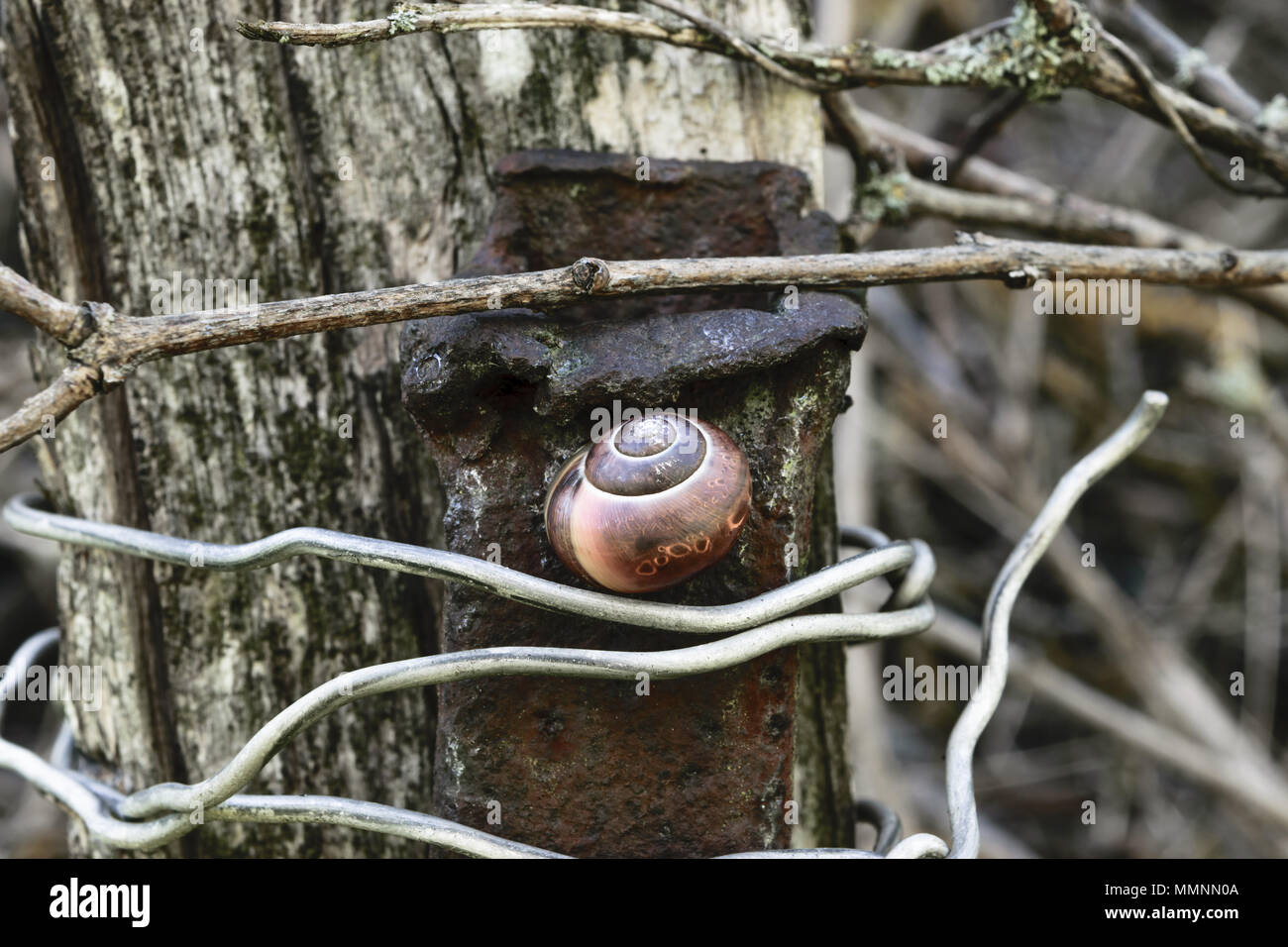 Brown snail hanging on rusty metal pipe which tied up with old grey ...