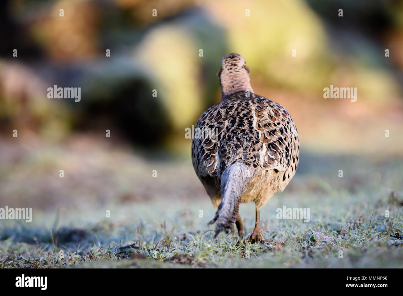 Pheasant claws hi-res stock photography and images - Alamy
