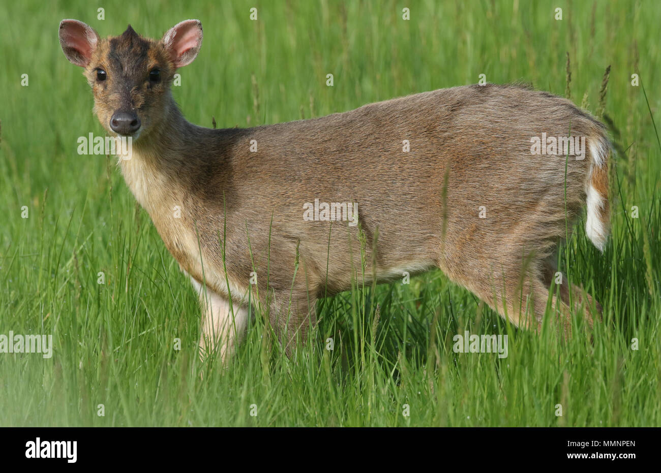 Muntjac deer uk summer hi-res stock photography and images - Alamy