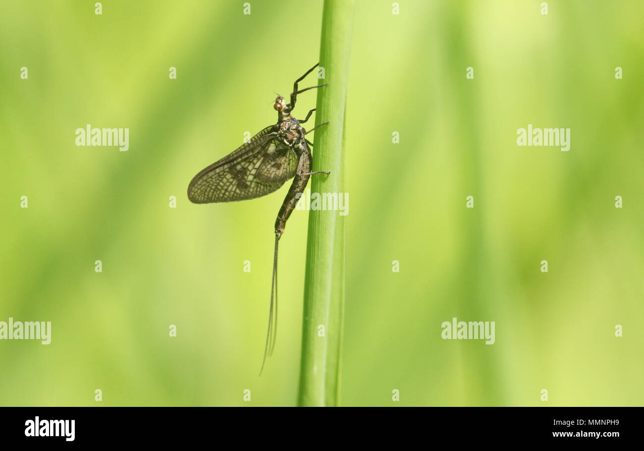 Ephemera vulgata hi-res stock photography and images - Alamy