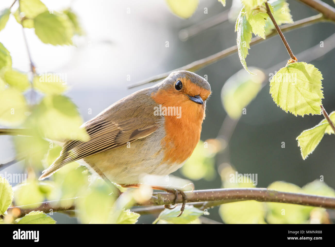 Little yellow robin hi-res stock photography and images - Alamy