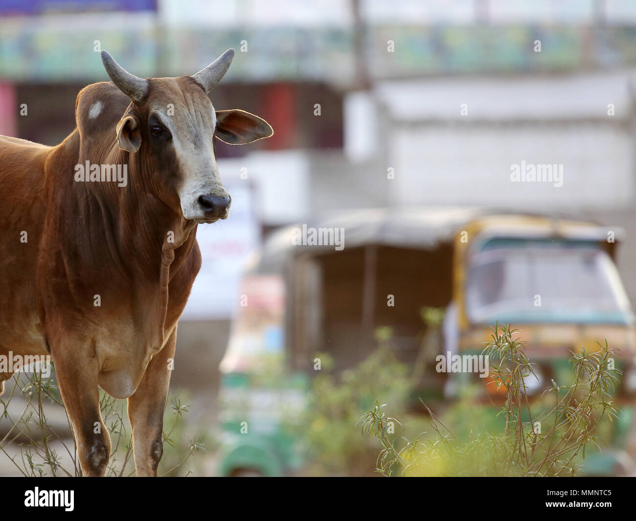 Samba deer india hi-res stock photography and images - Alamy