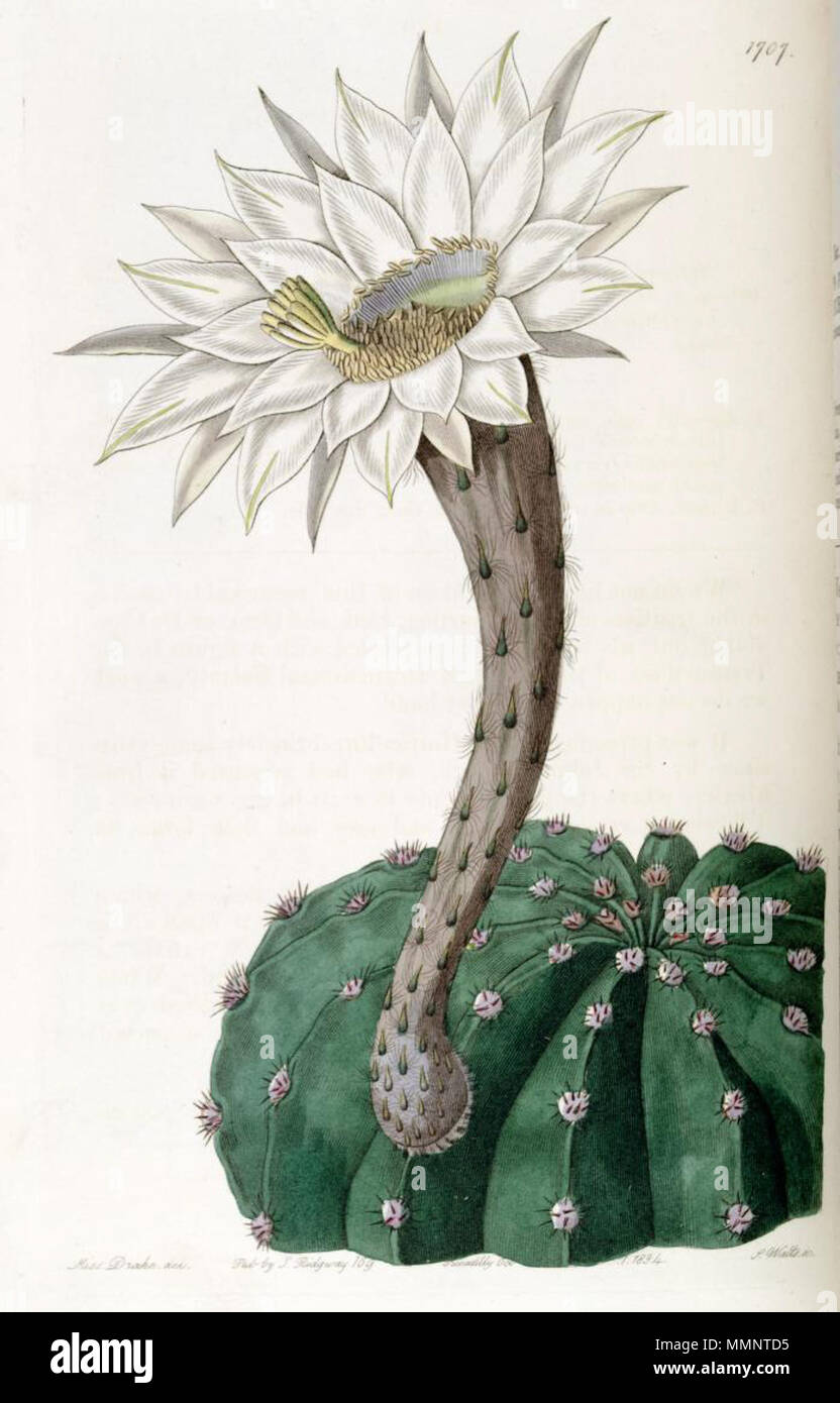 . English: Edwards's botanical register 20: 1707. 1825. . 29 August ...