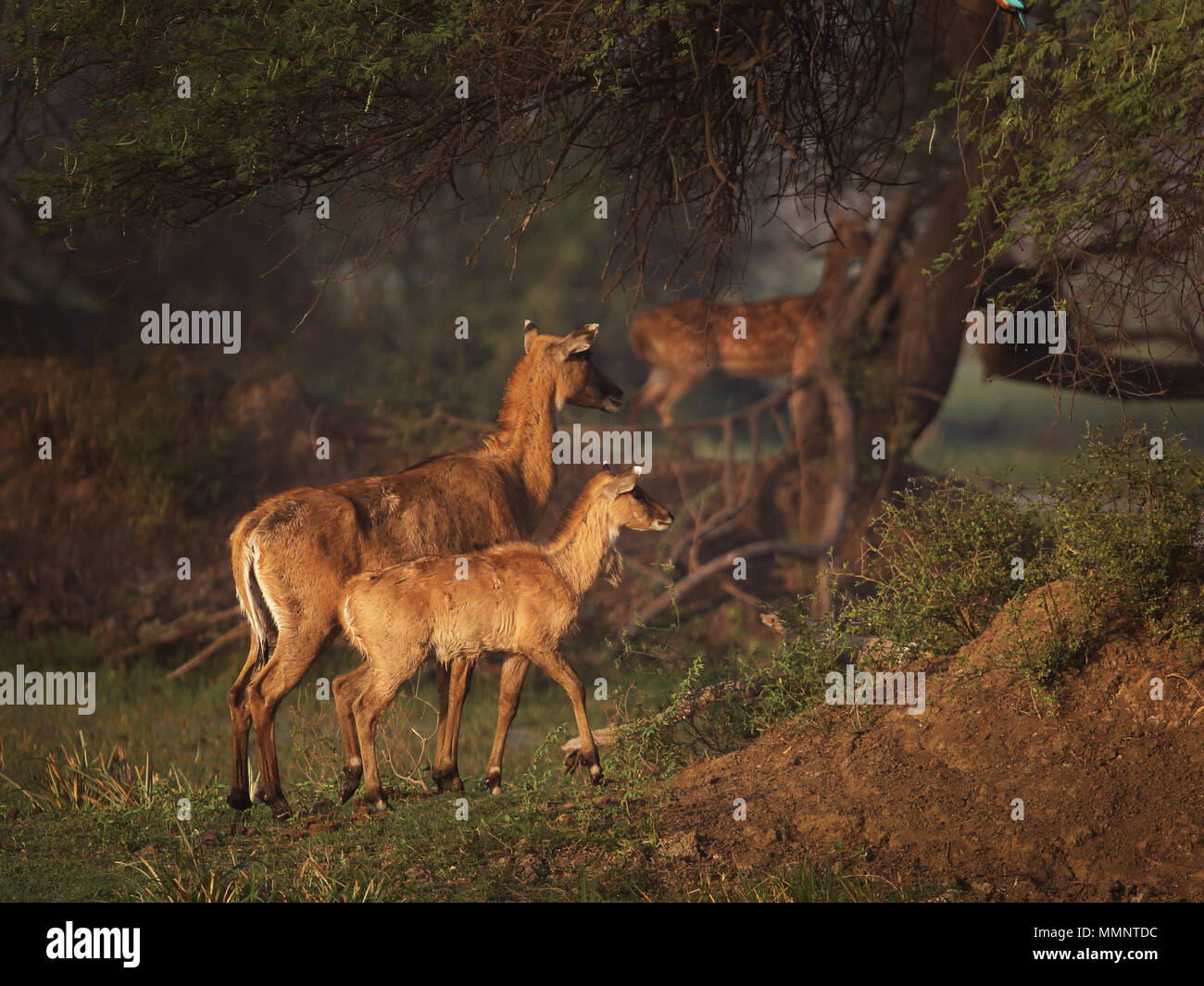 Samba deer india hi-res stock photography and images - Alamy