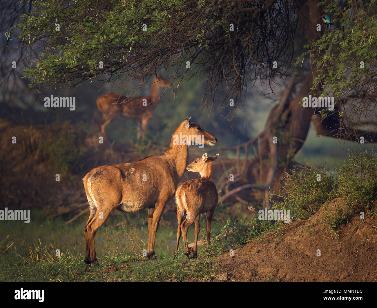 Samba deer india hi-res stock photography and images - Alamy