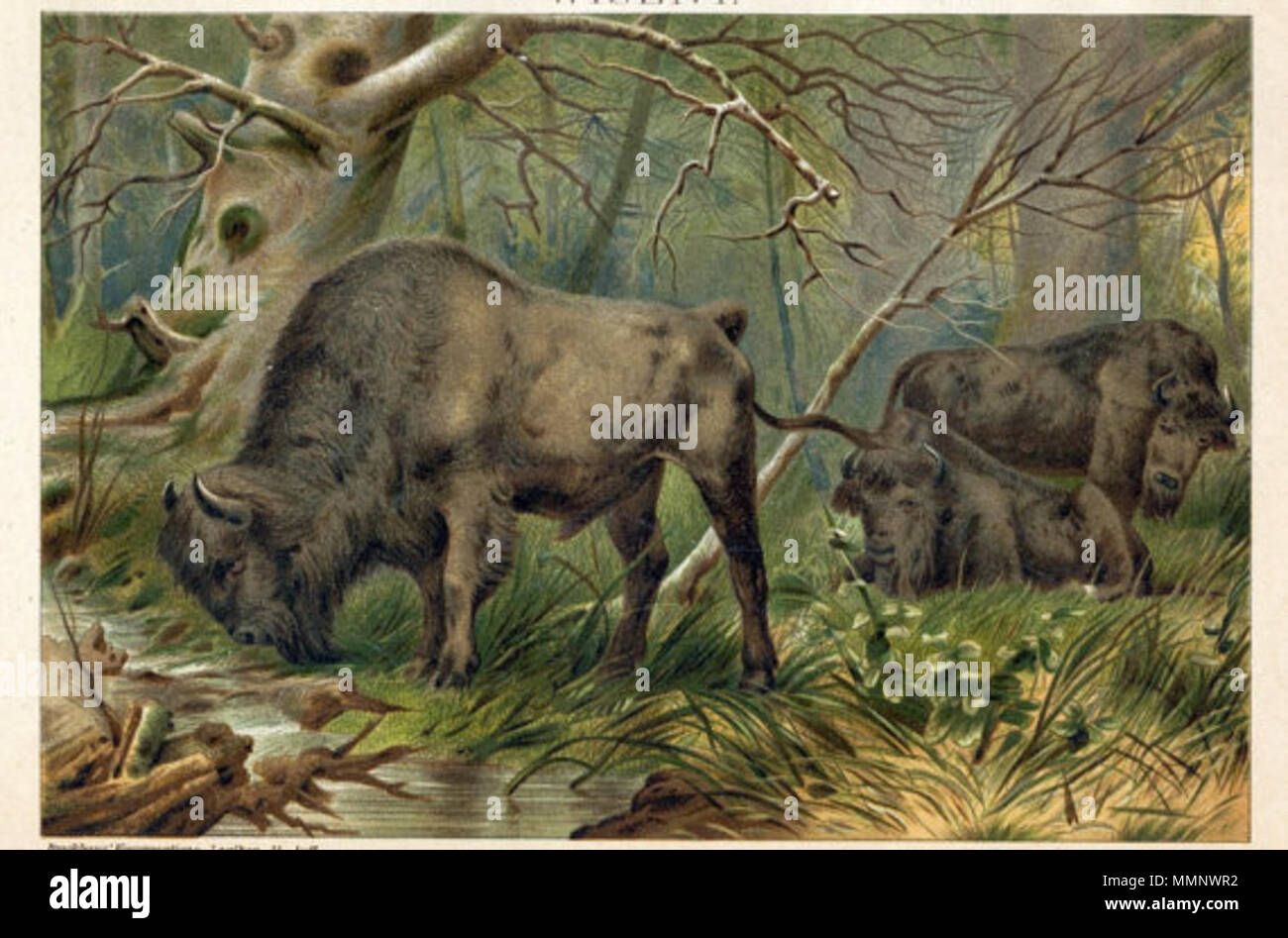 . English: 1894 Antique German Chromolithograph of European Bison ...