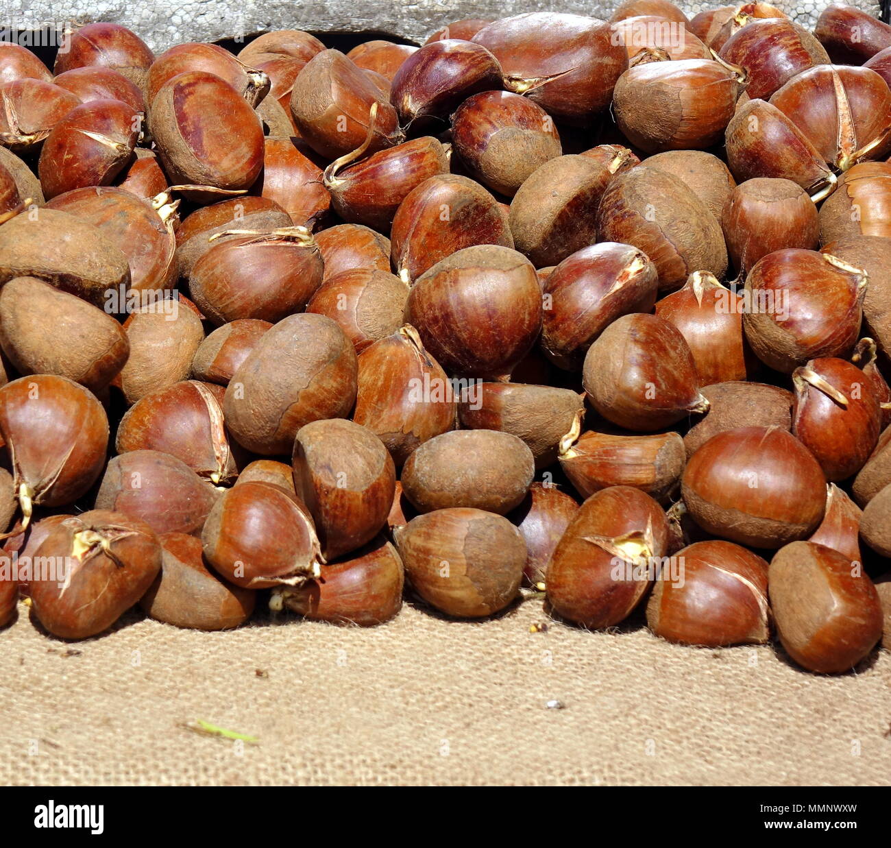 A vendor sells sprouting chestnuts outdoors Stock Photo - Alamy