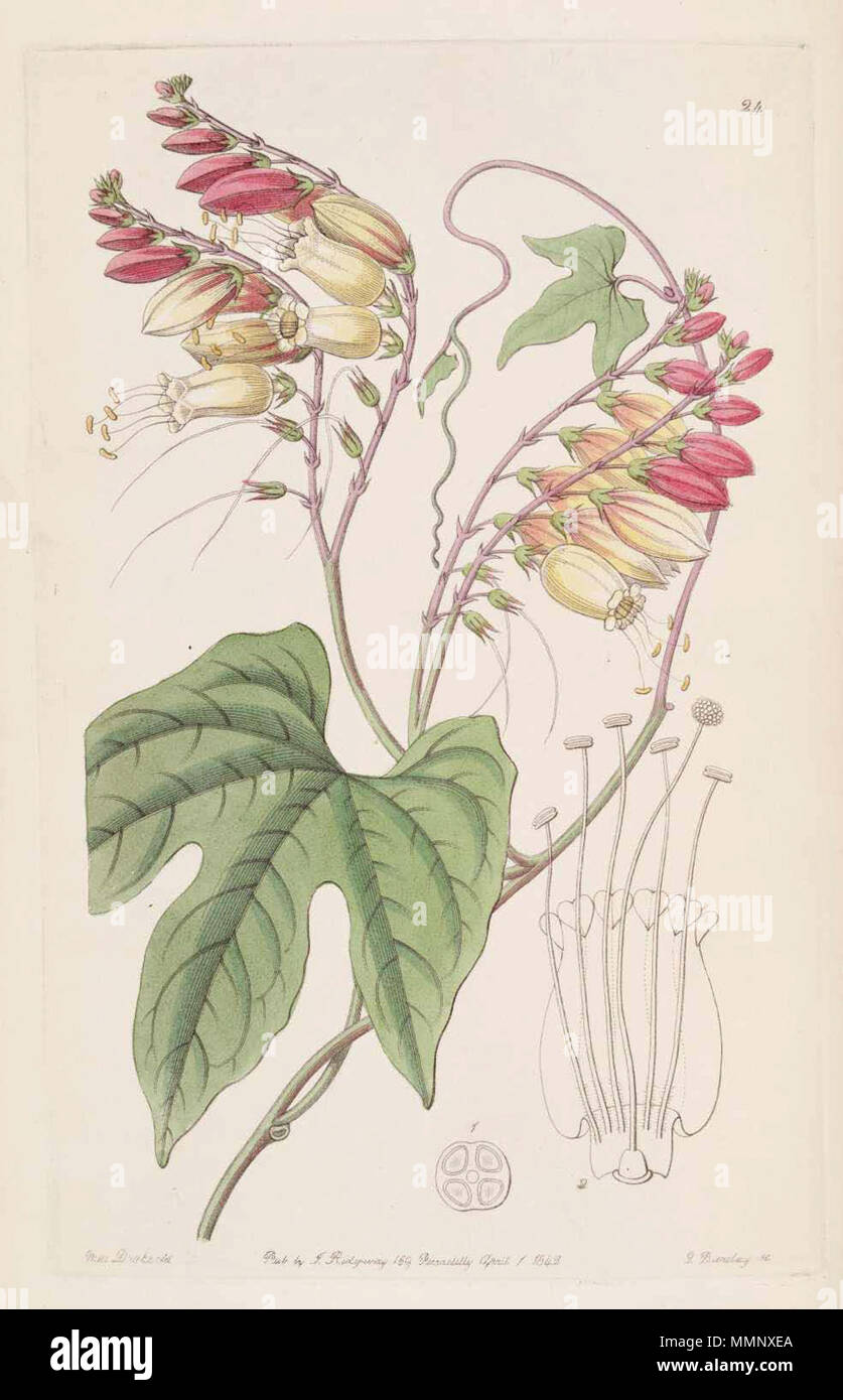 Spanish firecracker vine ipomoea lobata hi-res stock photography and ...