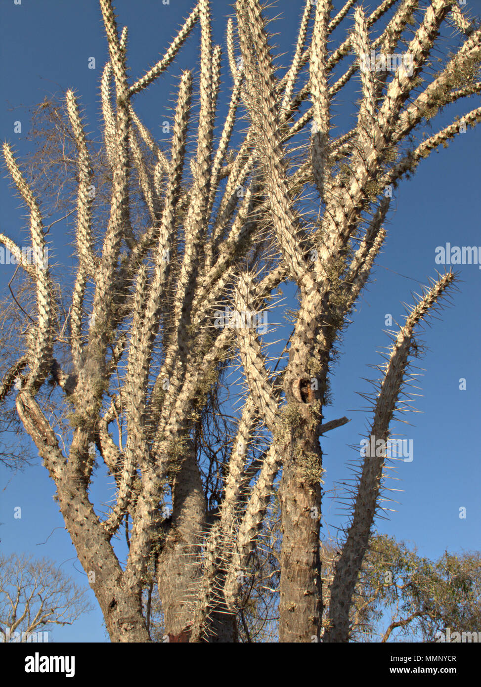 didierea madagascariensis, octopus tree, Adansonia, Ifaty, spiny forest ...