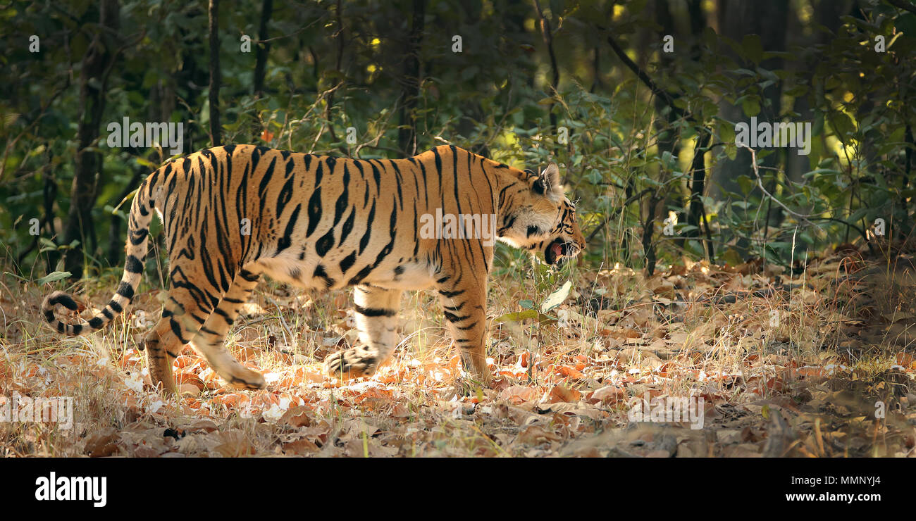 Tiger in forest hi-res stock photography and images - Alamy