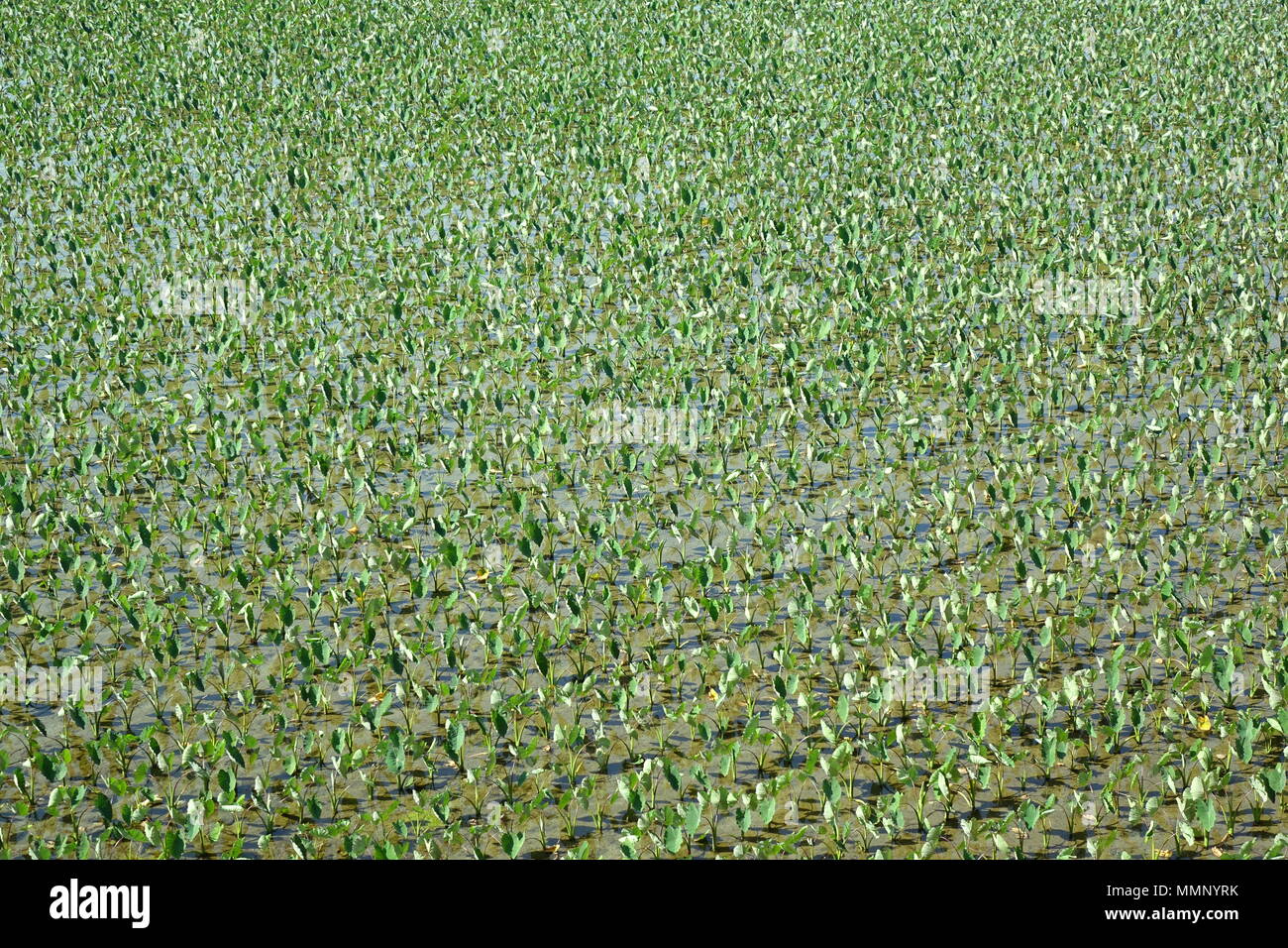 Aerial view of a large taro field in southern Taiwan Stock Photo - Alamy