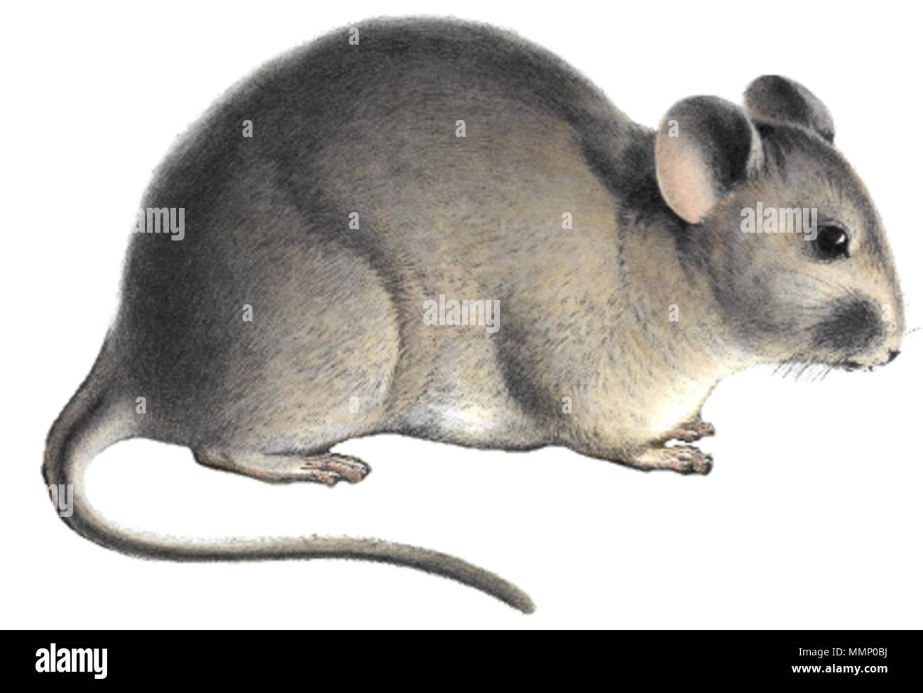 . English: Abrocoma bennettii 24 Abrocoma bennettii white background ...