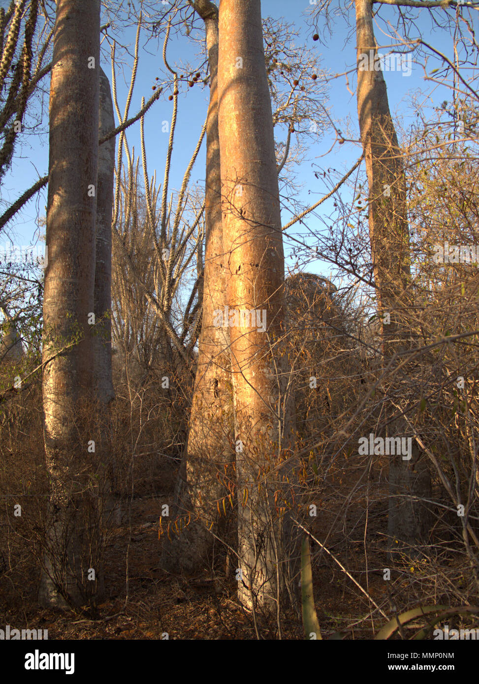 Jardin du baobab, Baobab trees on Adansonia za Ifaty, spiny forest ...