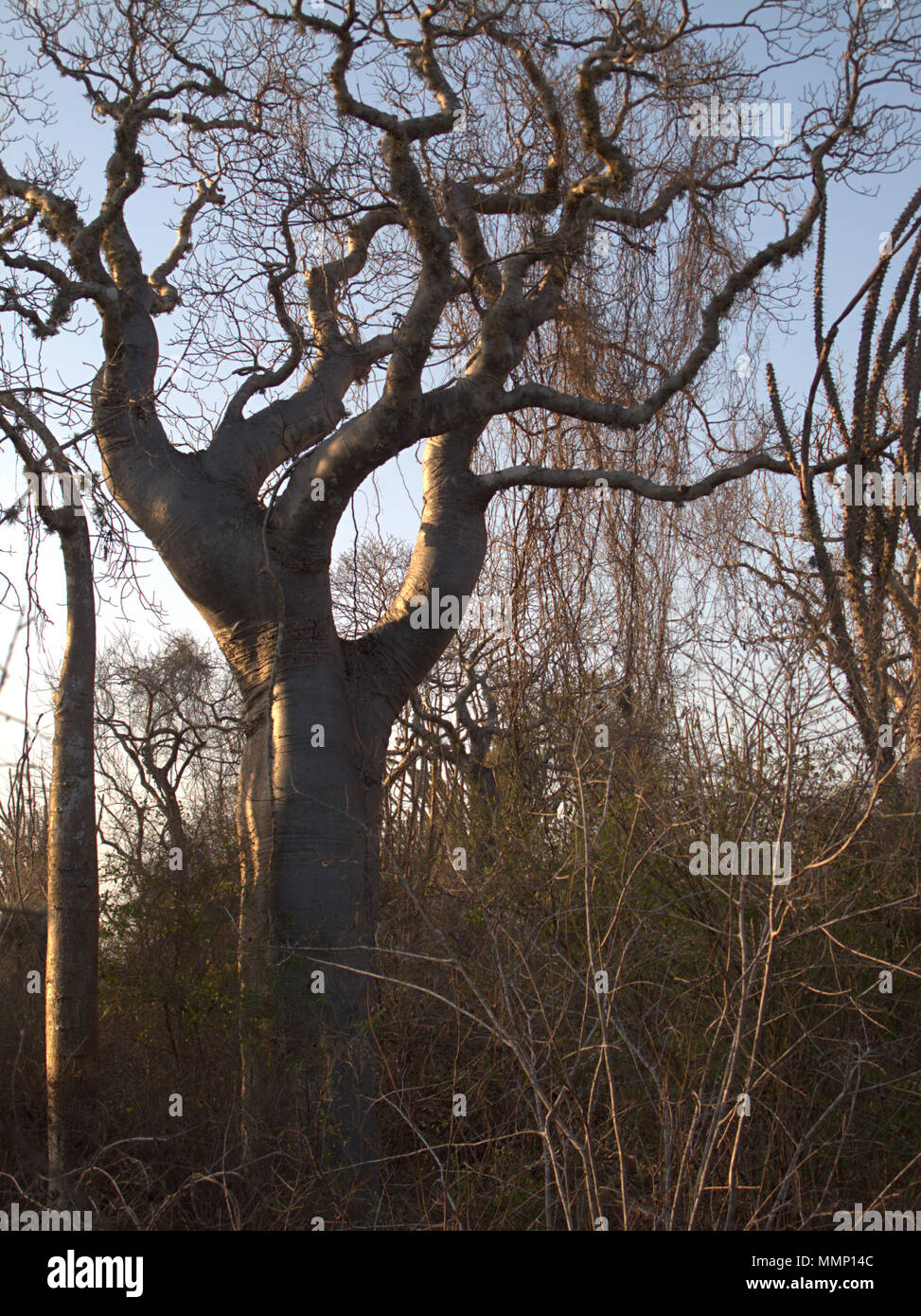 Jardin du baobab, Baobab trees on Adansonia za Ifaty, spiny forest ...