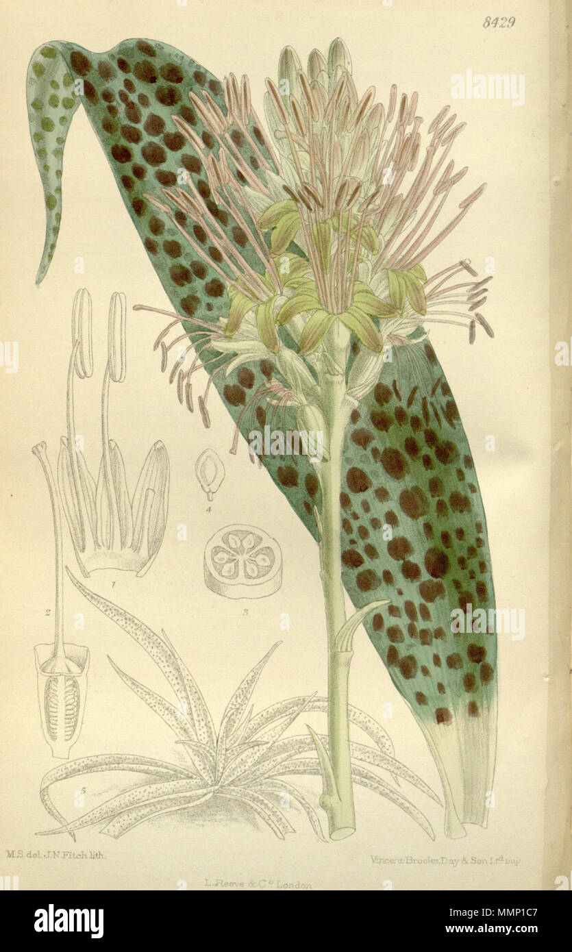 . Agave protuberans (= Manfreda guttata), Asparagaceae, Agavoideae ...