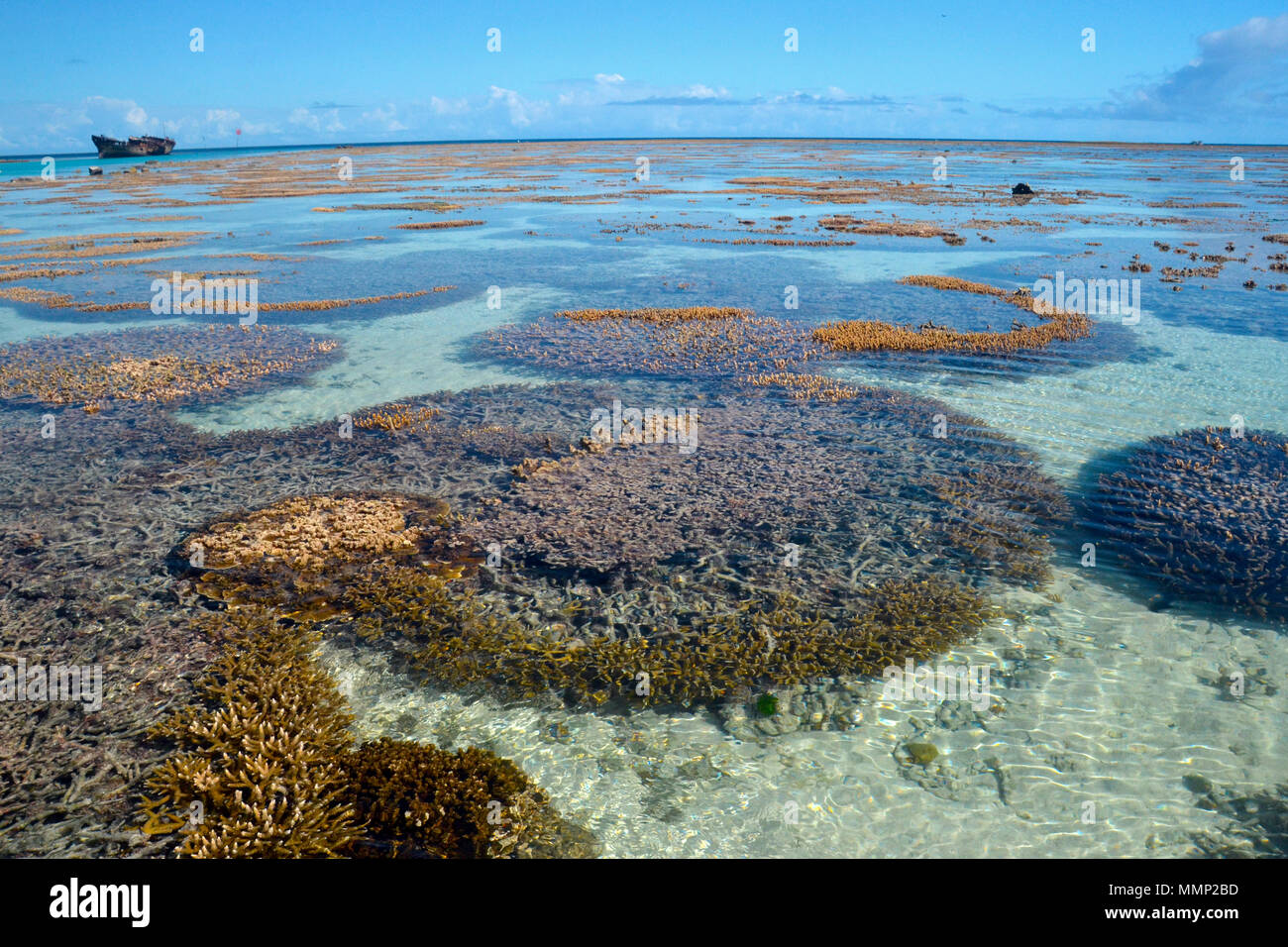 Shallow coral reef at Heron Island, Great Barrier Reef, Queensland ...