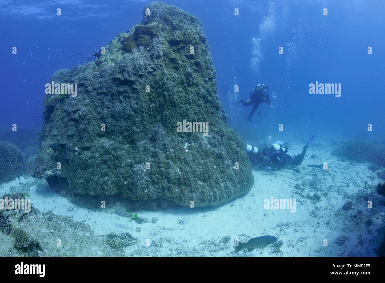 Coral reef underwater structure hi-res stock photography and images - Alamy