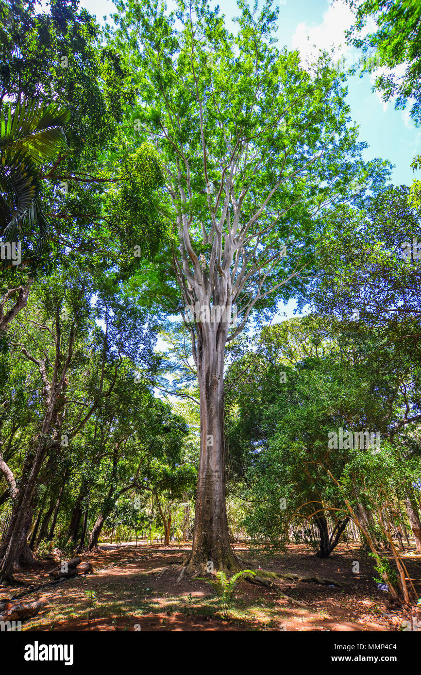 Trees at botanic garden on Mauritius Island. Mauritius is an island ...