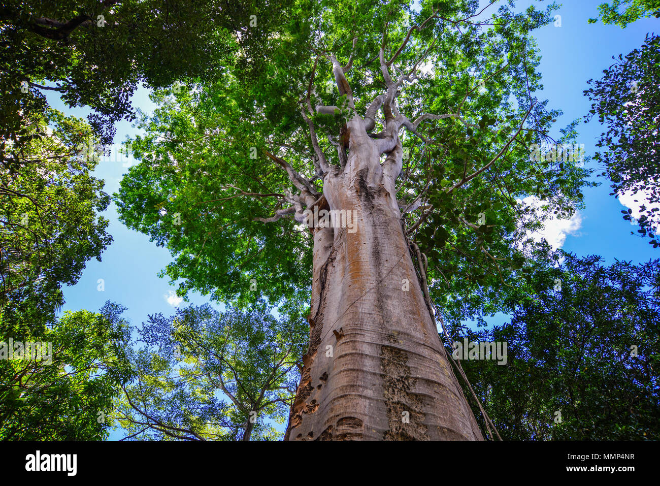 Huge tree at botanic garden on Mauritius Island. Mauritius is an island ...