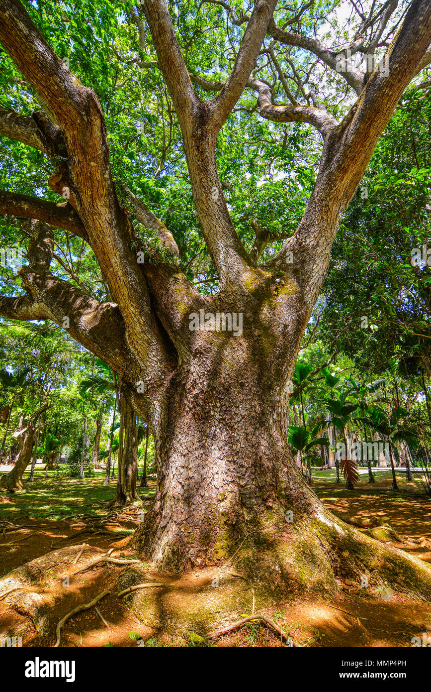 Big tree at botanic garden on Mauritius Island. Mauritius is an island ...