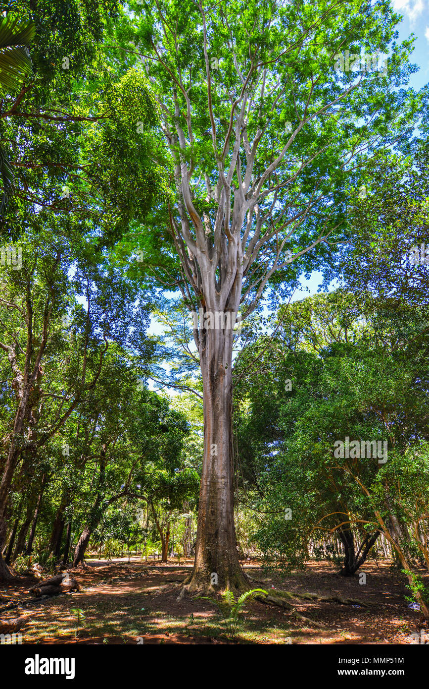 Huge tree at botanic garden on Mauritius Island. Mauritius is an island ...