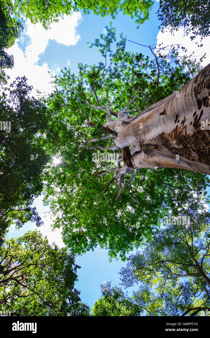 Huge tree at botanic garden on Mauritius Island. Mauritius is an island ...