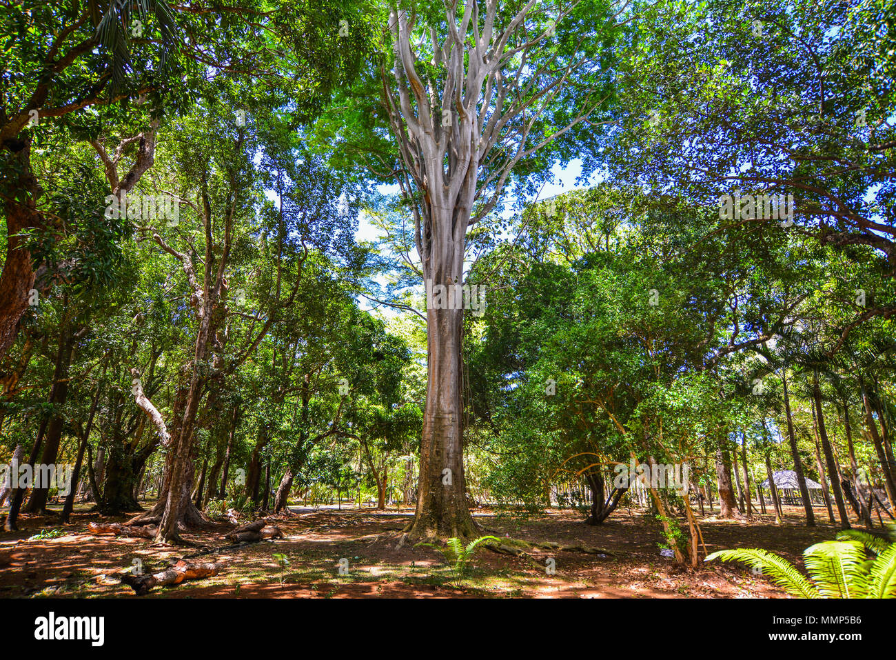 Trees at botanic garden on Mauritius Island. Mauritius is an island ...