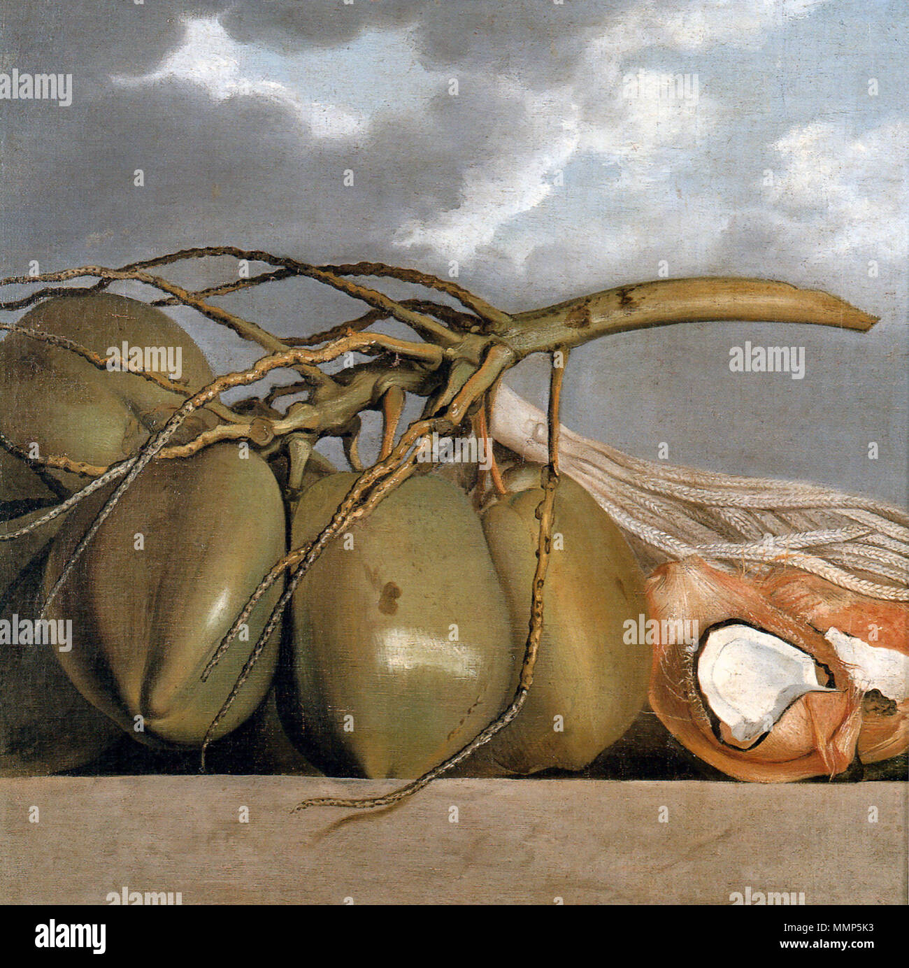 Português: Cocos English: Coconuts . 17th century. Albert Eckhout ...