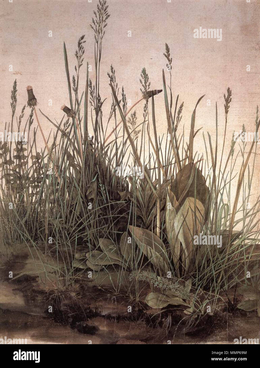 Albrecht Dürer - The Large Turf - WGA07363 Stock Photo - Alamy