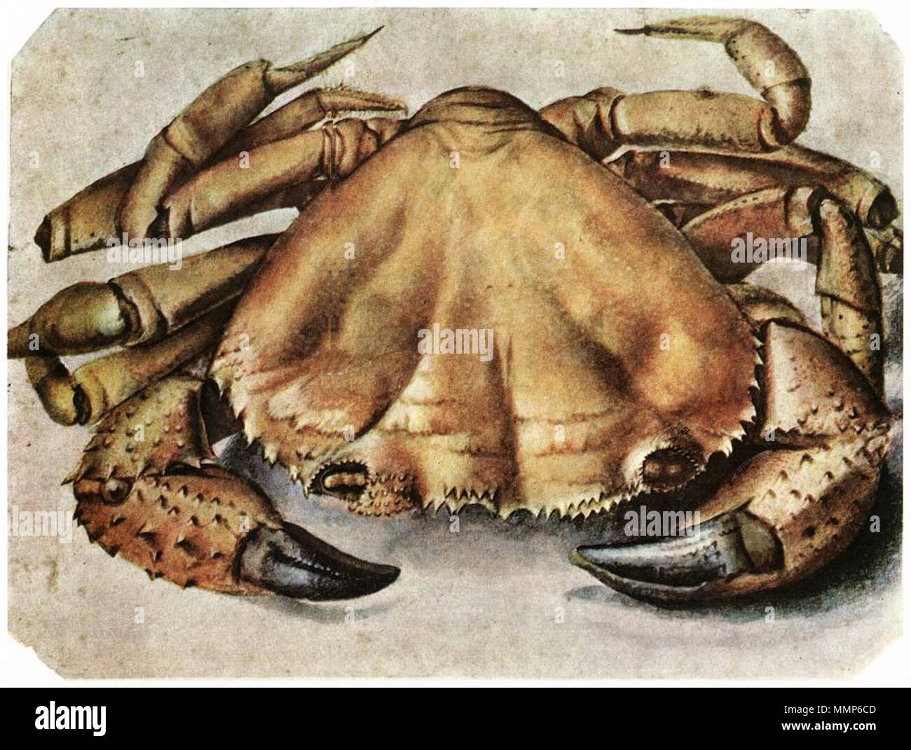 Albrecht Dürer 108 Stock Photo - Alamy