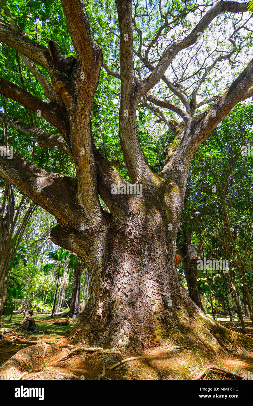 Big tree at botanic garden on Mauritius Island. Mauritius is an island ...