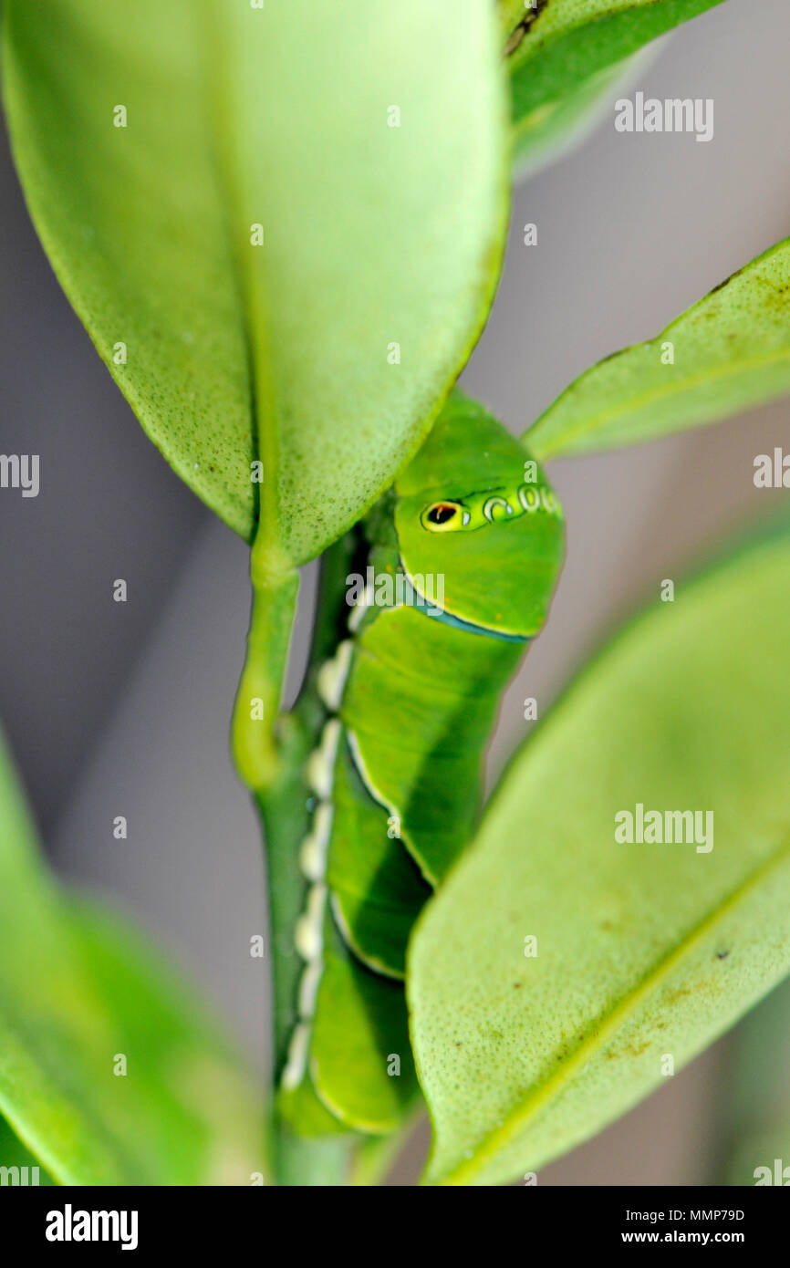 Caterpillar of Chinese yellow swallowtail butterfly, Papilio xuthus, on ...