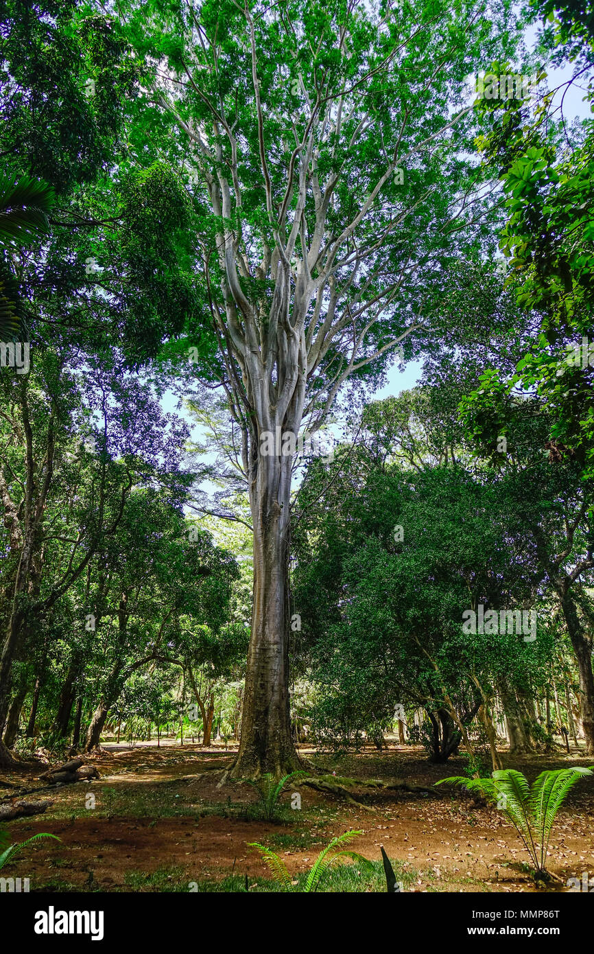 Trees at botanic garden on Mauritius Island. Mauritius is an island ...