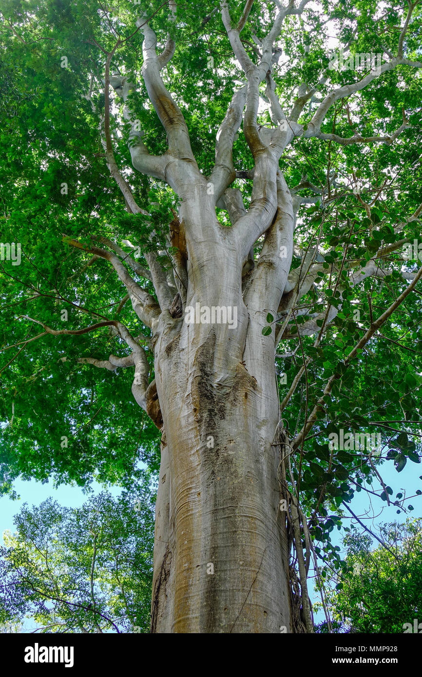 Trees at botanic garden on Mauritius Island. Mauritius is an island ...
