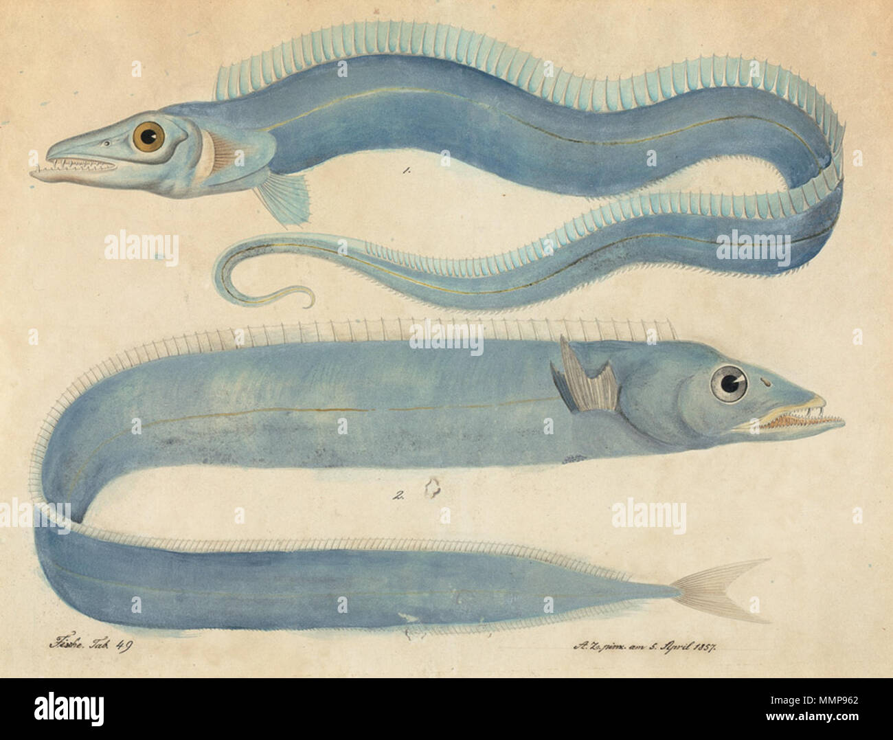 Aale hi-res stock photography and images - Alamy