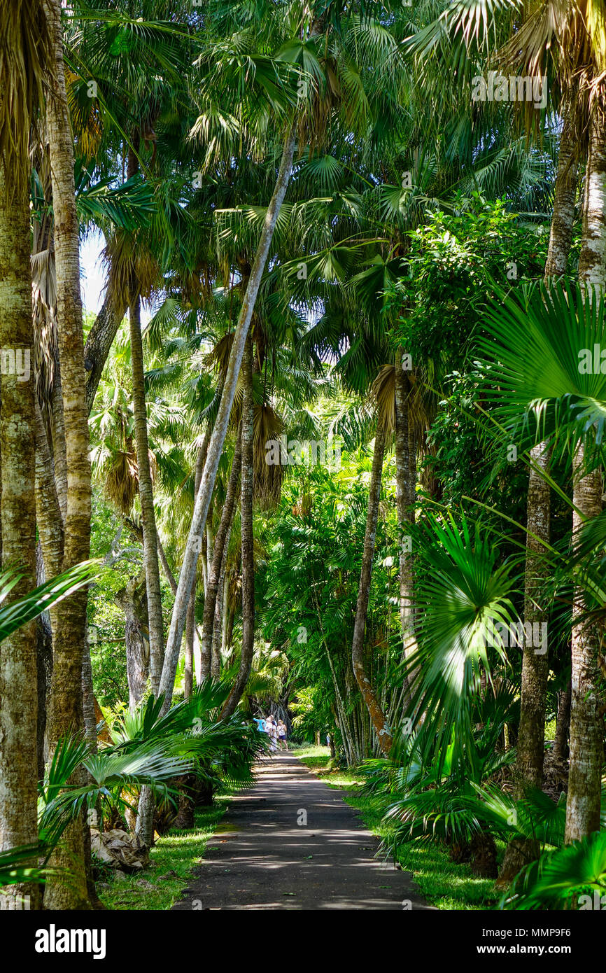 Trees at botanic garden on Mauritius Island. Mauritius is an island ...