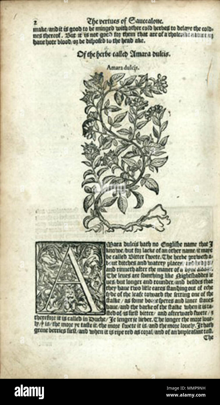 . English: Illustration from William Turner's Herbal - 'Amara dulcis ...