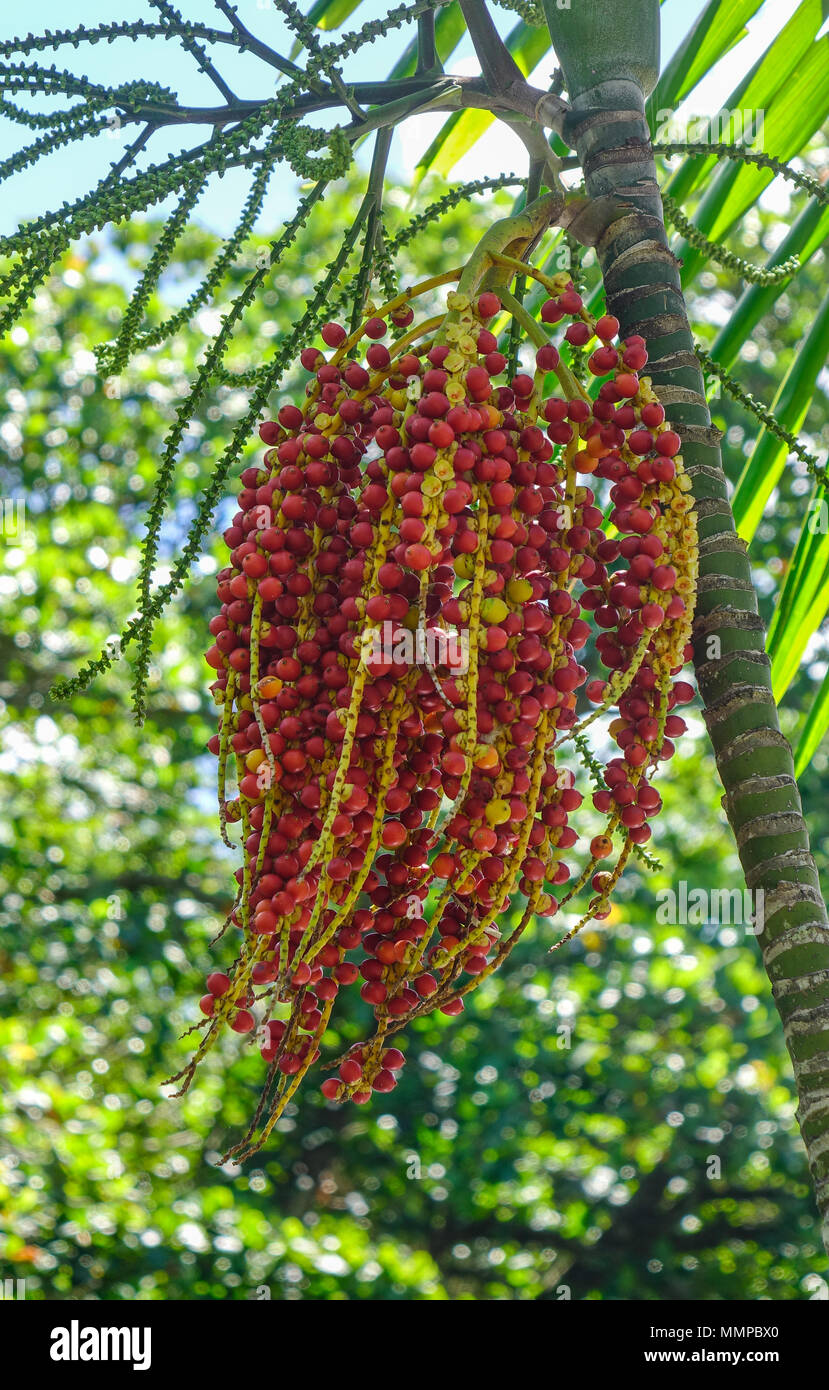 Bahrain date palm hi-res stock photography and images - Alamy