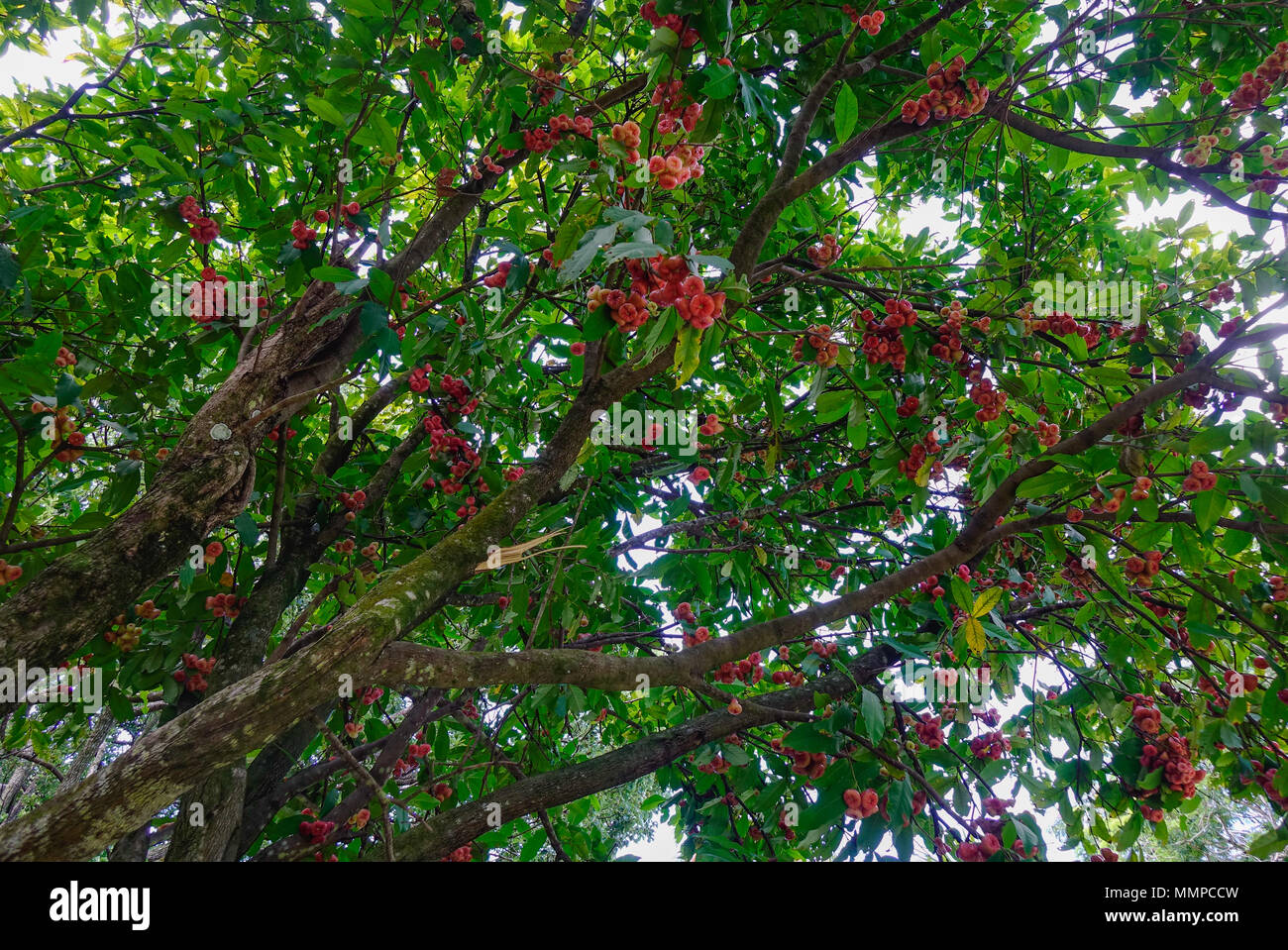 Java Apple High Resolution Stock Photography and Images - Alamy