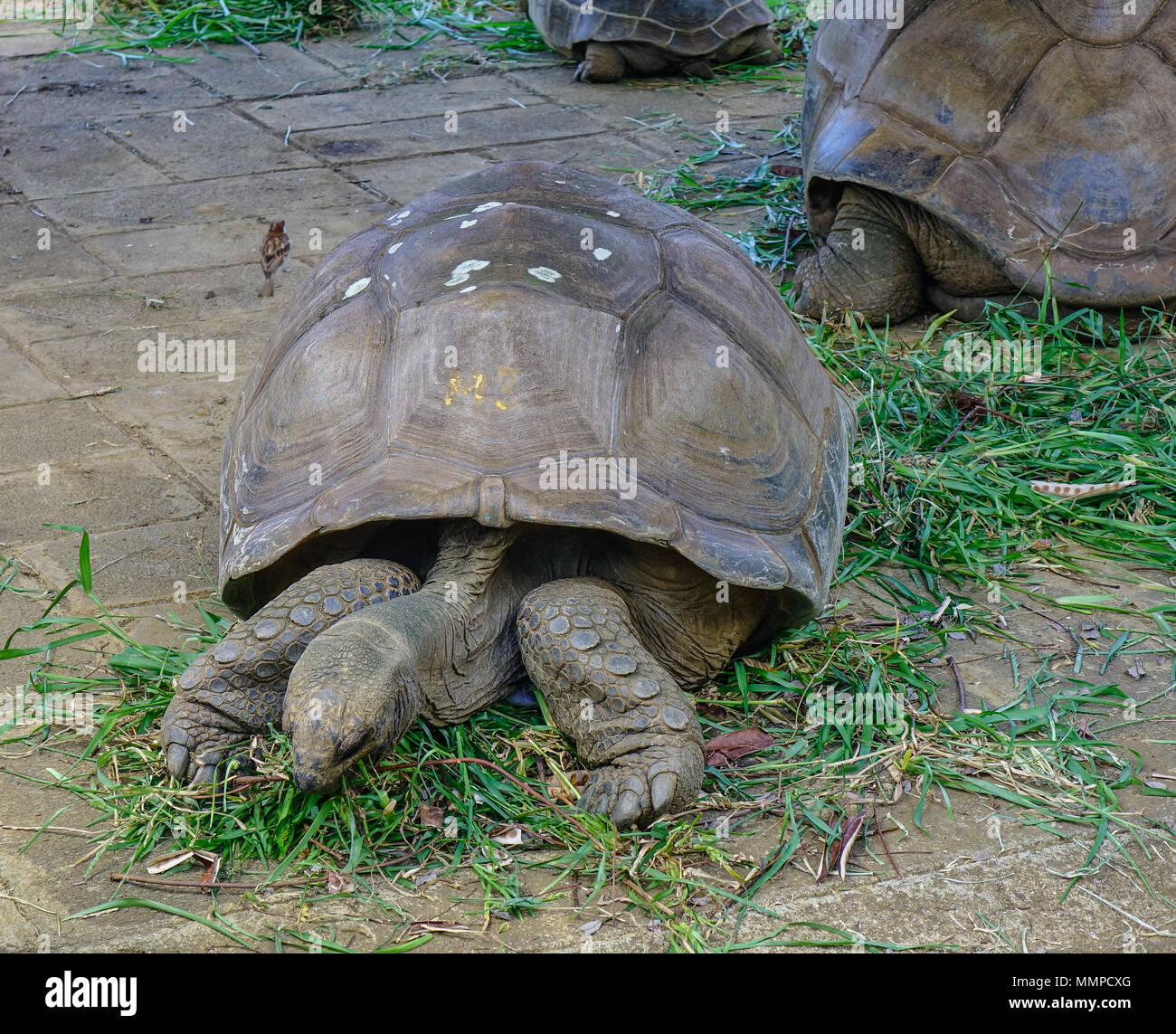Giant turtle at the park in sunny day Stock Photo - Alamy